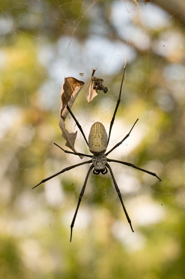 Big spider stock photo. Image of anguish, scare, scared - 28319118