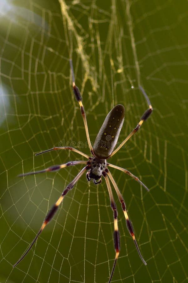 Big Spider stock photo. Image of stripes, hairy, spots - 3699162