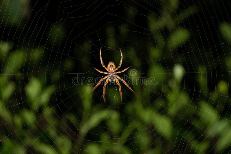 Big spider back view stock image. Image of legs, poisonous - 269765243