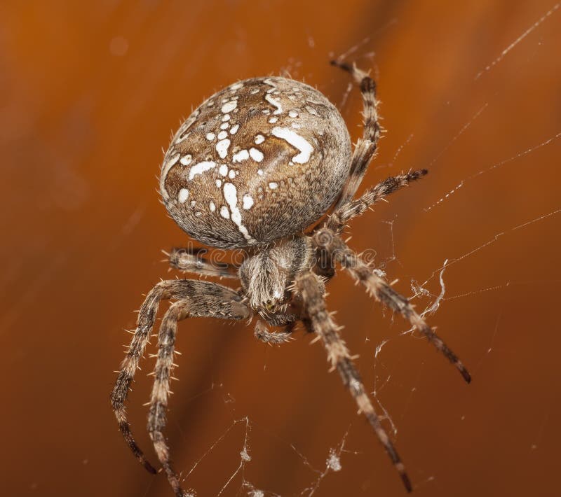 The big spider stock image. Image of macro, wildlife - 76104891