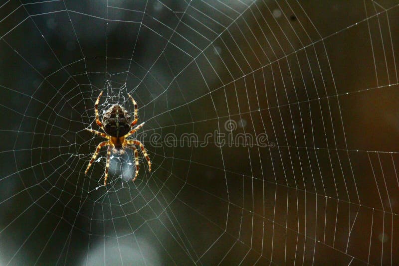 Spider building a web stock photo. Image of building - 166510488