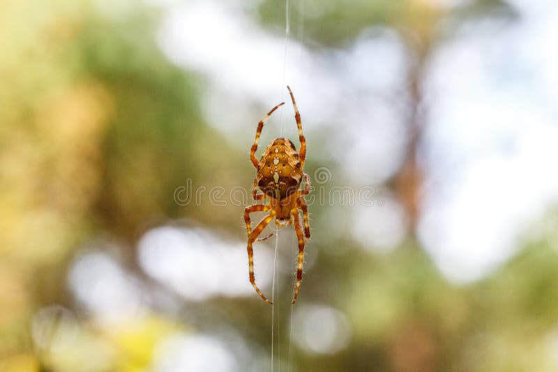 Big Spider Climbing Down Web. Stock Image - Image of prey, natural ...