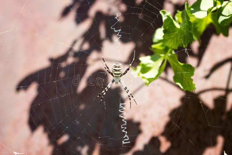Big spider close-up on a stock image. Image of green - 157319765