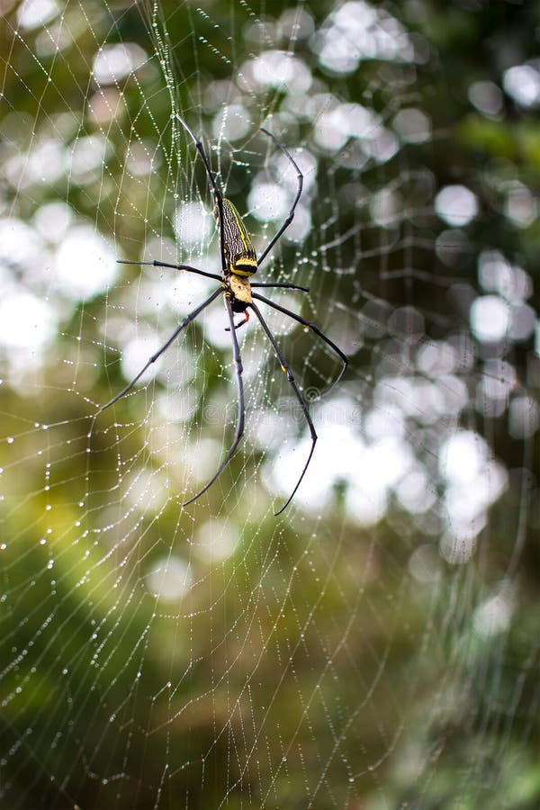 Big spider on cobweb stock image. Image of yellow, phothography - 64032553