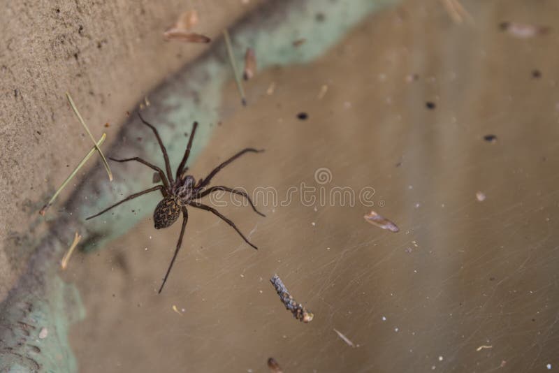 Big spider with cobweb stock photo. Image of coseup - 210826128