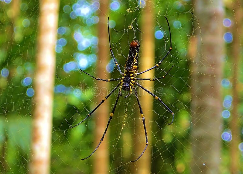 Big Spider with Cobwebs in the Forest Stock Image - Image of spider ...