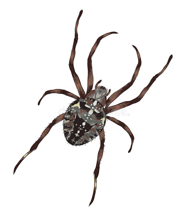Big Spider with Cross-shaped Drawing on a Back. Stock Vector ...