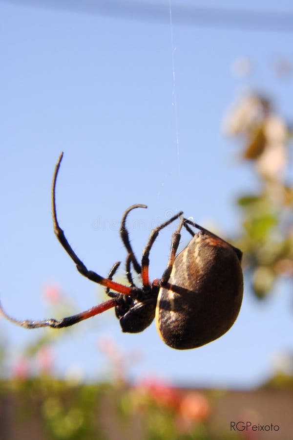 Big Spider Descending on the Web Stock Image - Image of silluet, blue ...
