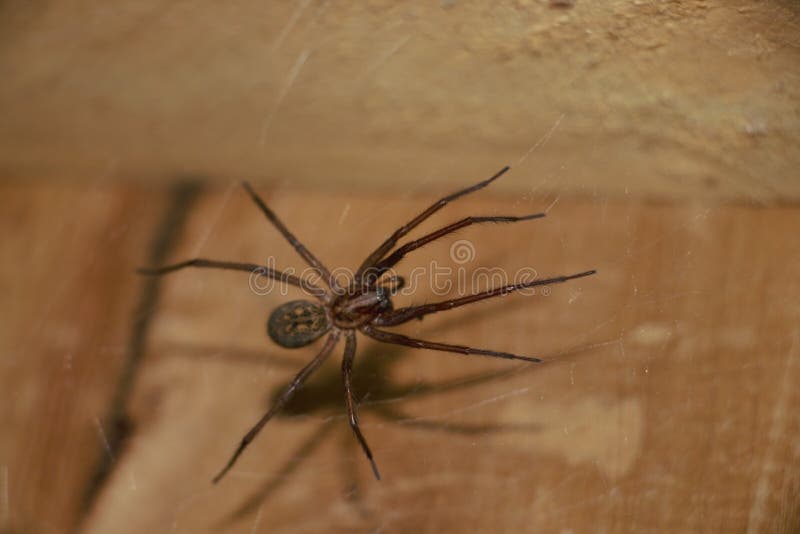 Big spider, full body shot stock image. Image of monster - 140043497