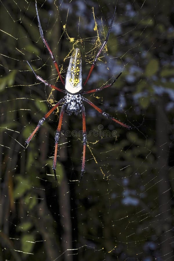 Big Spider Genus Nephila, on the Network Madagascar Stock Image - Image ...