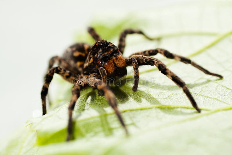 Big spider on green leaf stock photo. Image of close - 72823702