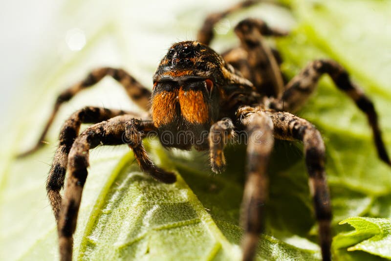Big spider on green leaf stock image. Image of arachnid - 72780713
