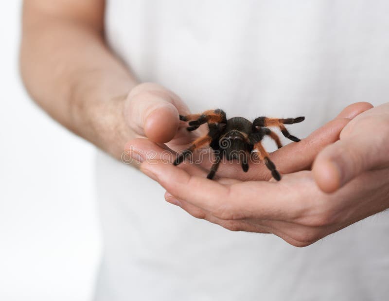 287 Big Spider Hand Stock Photos - Free & Royalty-Free Stock Photos ...