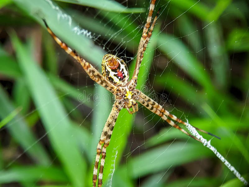 Big Spider Hanging on the Banding Web. Stock Image - Image of insect ...