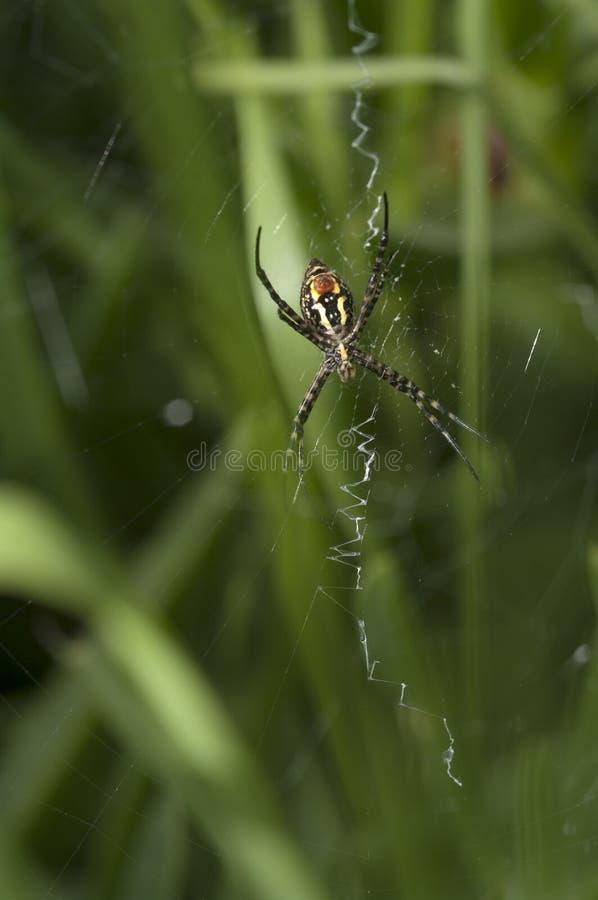 A Big Spider Hanging on His Web Stock Image - Image of wildlife, insect ...