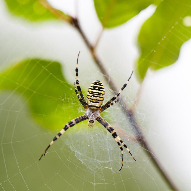 Big Spider Hanging on Its Web Stock Image - Image of halloween, weavers ...