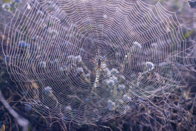 Largest Spider Web