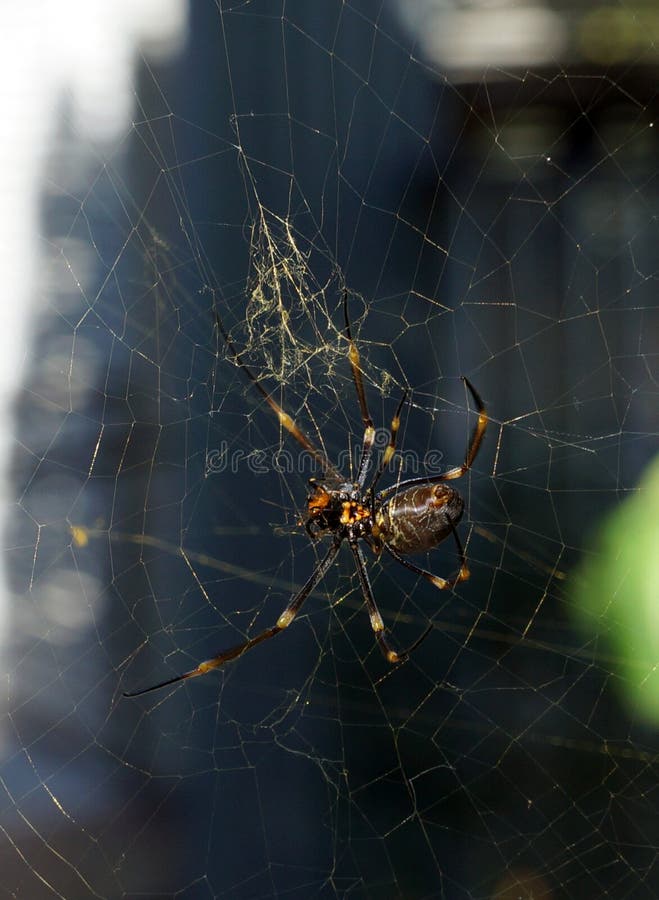 Big Spider in Its Spider Web Stock Photo - Image of asia, beautiful ...