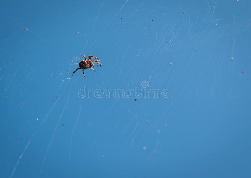 Big Spider on Its Web Against Blue Sky Stock Photo - Image of cross ...