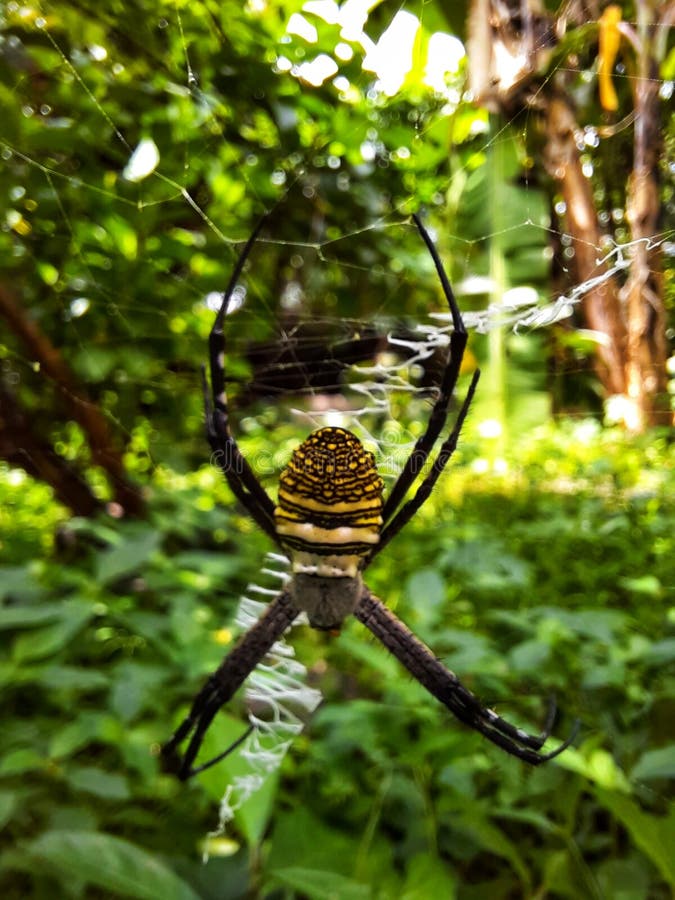 Big spider on the leaves stock photo. Image of leaves - 205752844