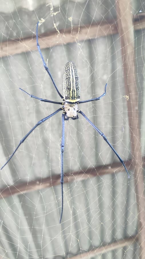 Big spider, local spider stock photo. Image of spider - 272606284