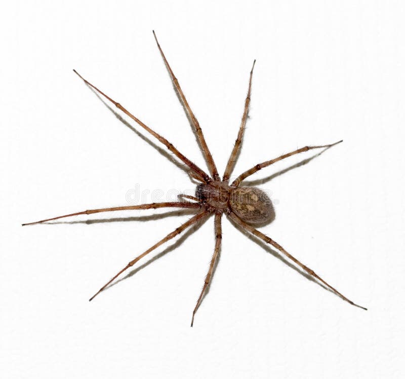Red Spider with Long Legs on a White Wall Stock Photo - Image of ...