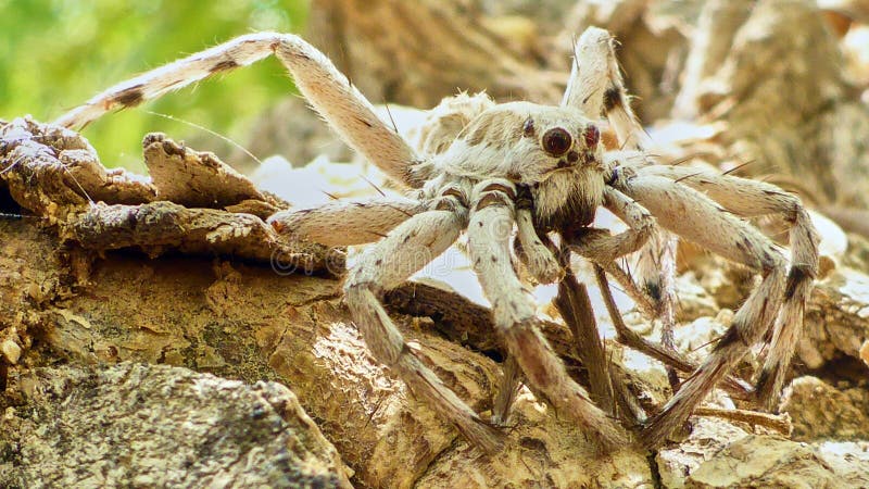 350 Israel Spider Stock Photos - Free & Royalty-Free Stock Photos from ...