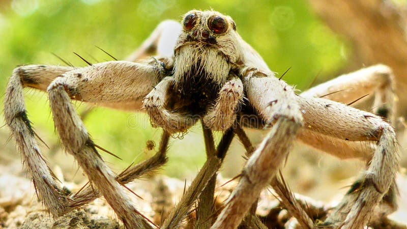 350 Israel Spider Stock Photos - Free & Royalty-Free Stock Photos from ...