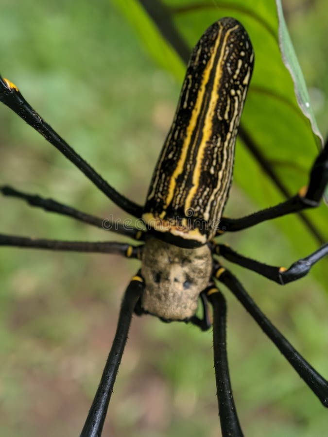 Big Spider moving on trees stock image. Image of arthropod - 248967345