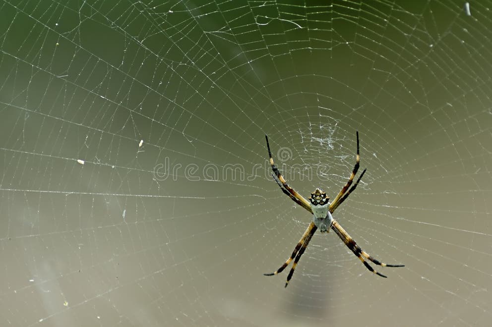 Big spider1 stock photo. Image of entomology, meat, beautiful - 95702450
