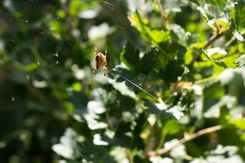 A Spider is Sitting on a Web in Its Den. Stock Image - Image of beauty ...
