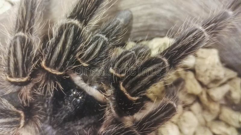 Big Spider Tarantula in the Cabinate Stock Image - Image of animal ...