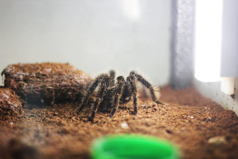 Hairy Old Brazilian Stock Photos - Free & Royalty-Free Stock Photos ...