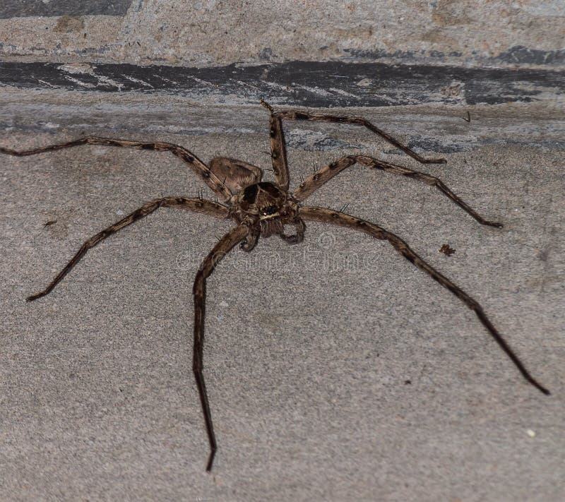 Big spider stock image. Image of creepy, fangs, molts - 77094083