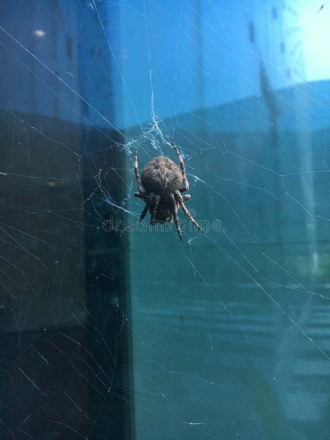 Big bug big spider stock photo. Image of conor, spider - 143001982