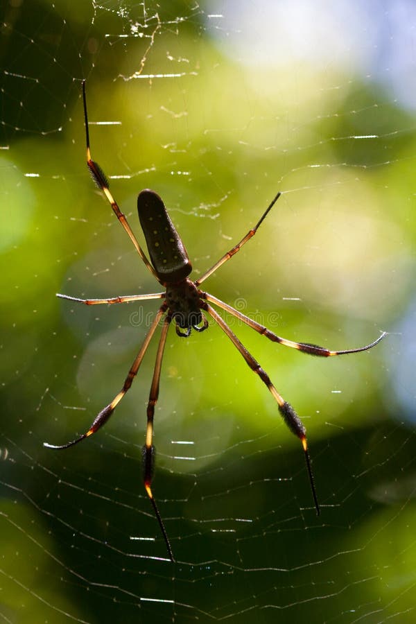 Big spider in a web stock image. Image of rainforest - 11587787