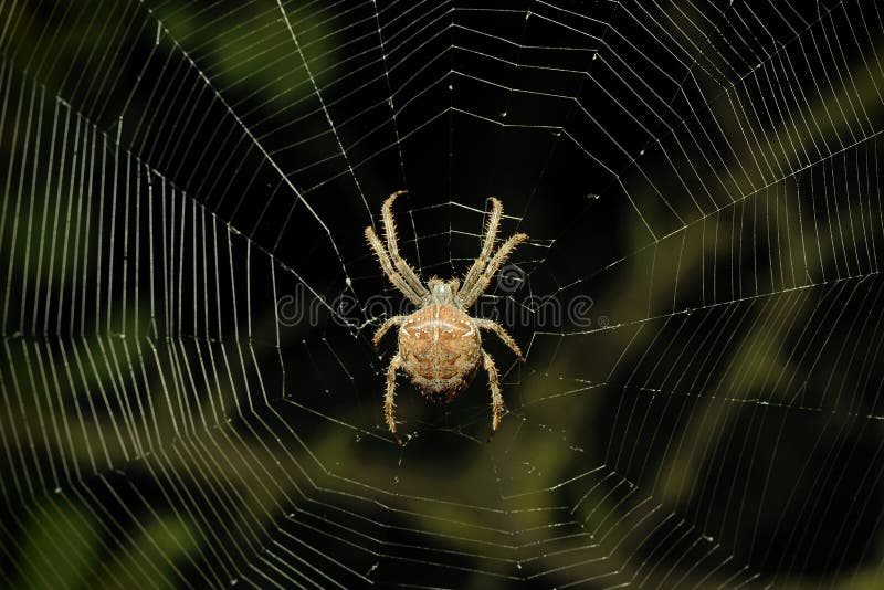 Big spider stock photo. Image of insect, dangerous, connection - 84435010