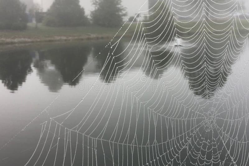 A Big Spider Web Along the Water in the Early Morning Stock Photo ...