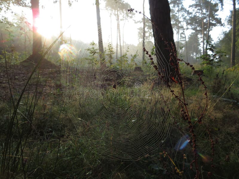 Big Spider Working on Its Net Stock Image - Image of autumn, forest ...