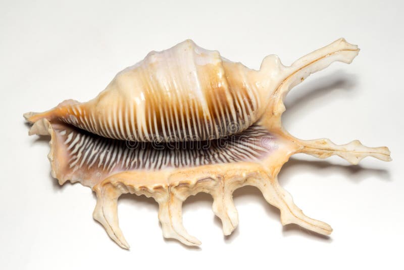 Spiny marine seashells stock image. Image of many, mollusk - 32803067