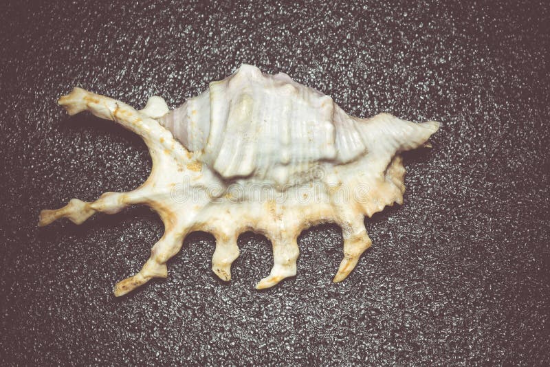 Big Spiked Seashell stock photo. Image of beach, exotic - 69385822