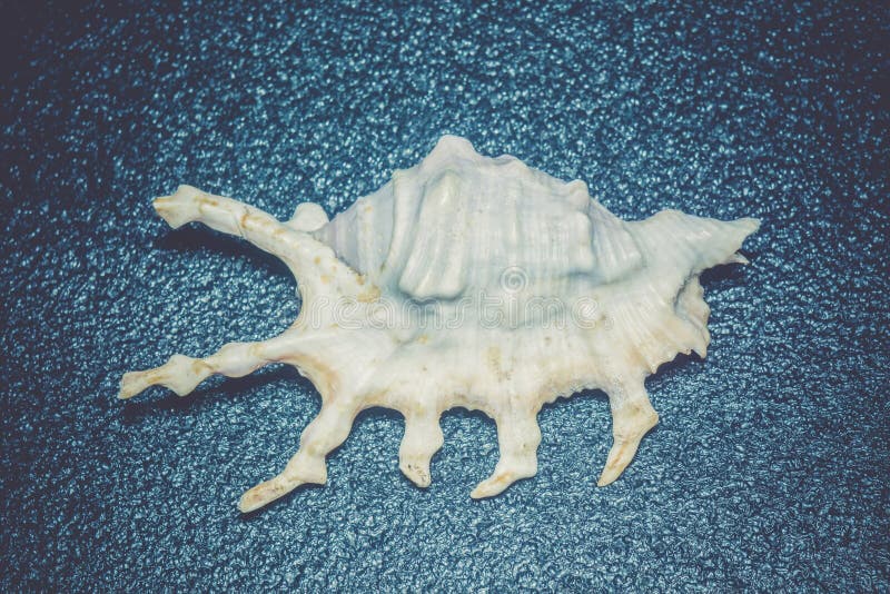 Big Spiked Seashell stock image. Image of thorny, spiral - 69834495