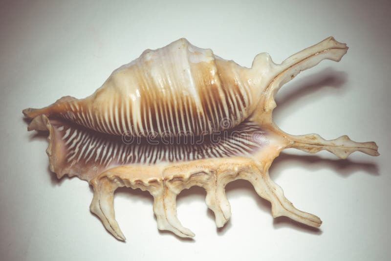 392 Spiny Seashell Photos - Free & Royalty-Free Stock Photos from ...