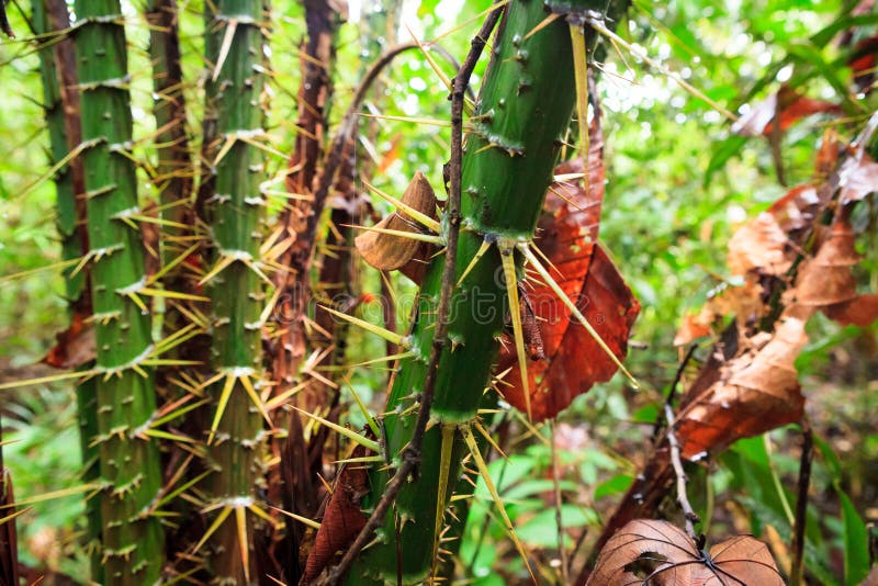 Spiky plant in rainforest stock photo. Image of dangerous - 50297722