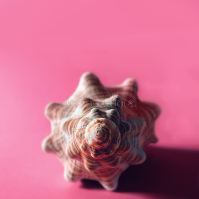 Seashell. stock image. Image of beach, snail, spiral - 34011273