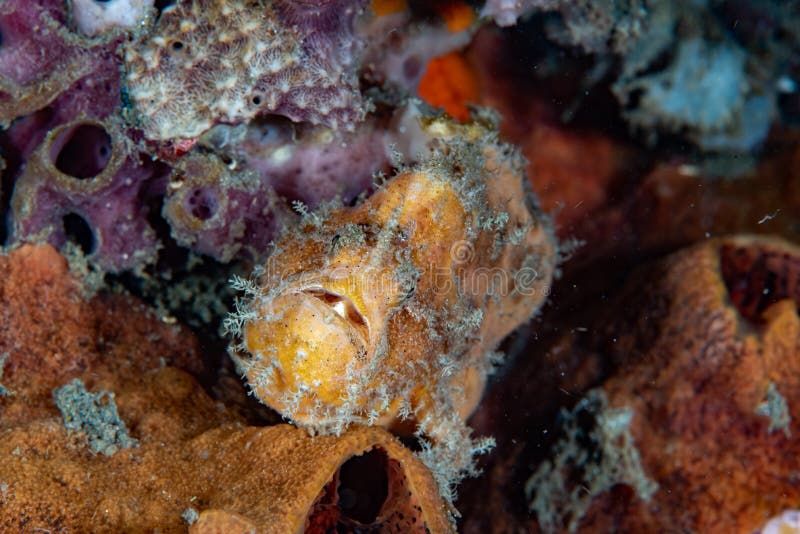 Big-spot Angler Abantennarius Nummifer Stock Image - Image of lembeh ...