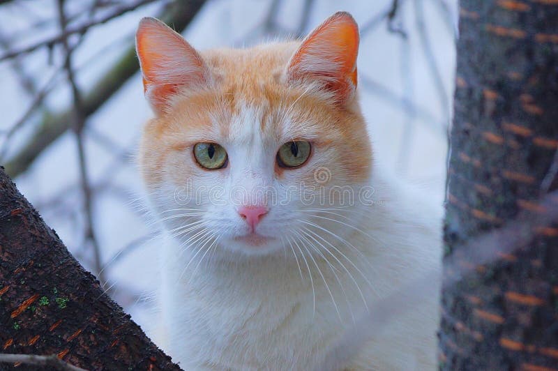 Big Spotted Cat Sitting on a Tree Branch on the Street Stock Photo ...