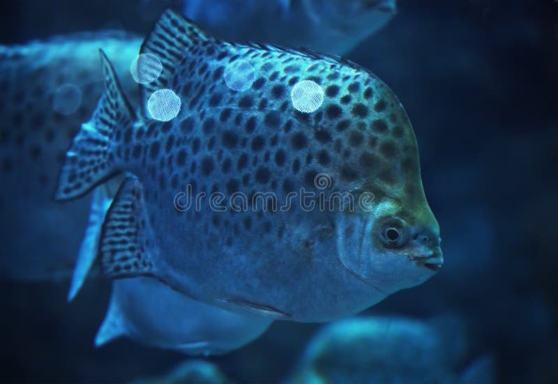 Big Spotted Fish at Deep Ocean Stock Photo - Image of blue, reef: 84587144