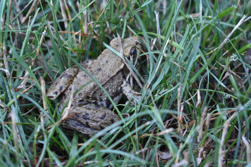 Big Spotted Toad in Tall Green Grass Stock Image - Image of sitting ...