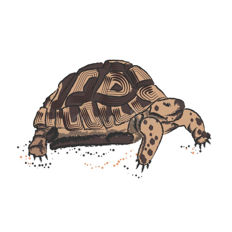 Spotted Turtle Stock Illustrations – 153 Spotted Turtle Stock ...